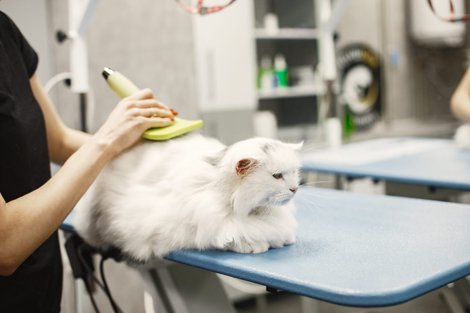 PawSpace – Your Petter Half