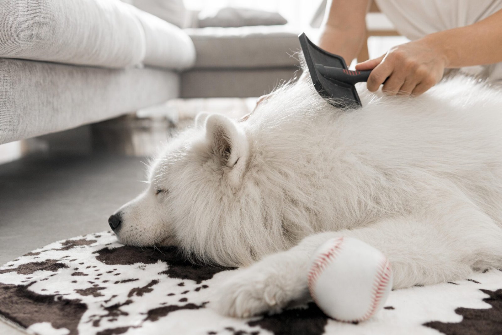 Treat Your Pups to Luxury Grooming and Stress-Free Boarding