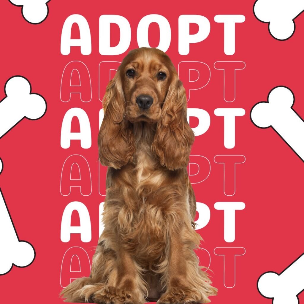 Adopt an Indie Dog: Training, Benefits & Complete Care Guide