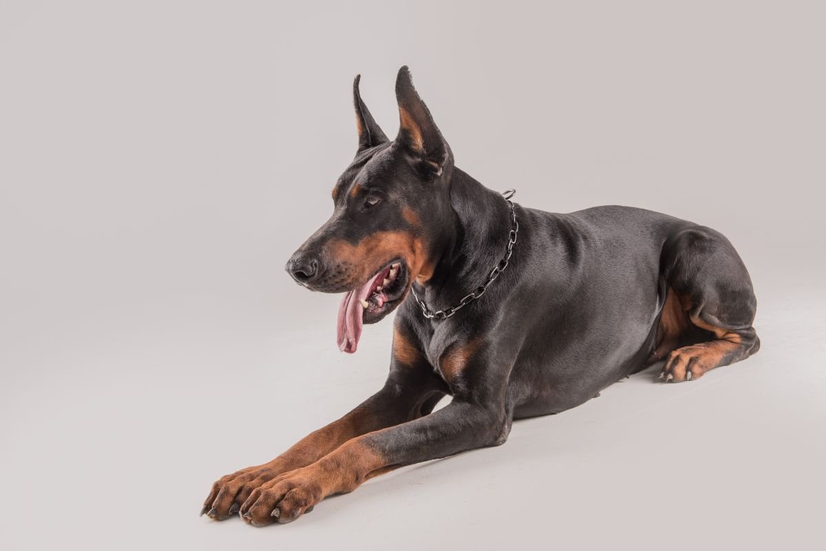 Strong Dog Breeds: Powerful and Muscular Canines