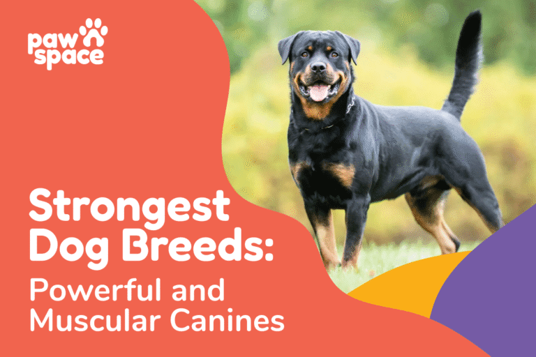 Strong Dog Breeds: Powerful and Muscular Canines