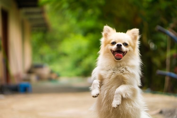 Dog Price in India 2026 | Top 40 Breeds, Monthly Costs
