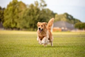 Golden Retriever Price in India 2026: Puppy Cost, City-Wise Rates & Budget
