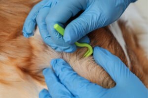 Tick Fever in Dogs | Symptoms, Stages, Treatment & Prevention